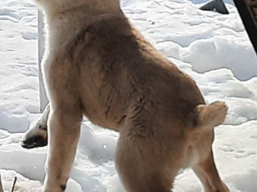 Среднеазиатская овчарка алабай щенки
