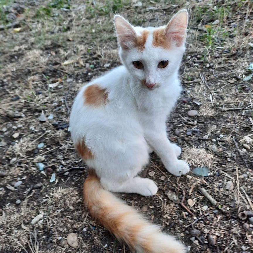 Милая кошечка в дар