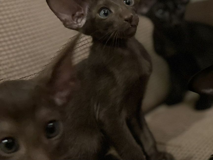 Ориентальные котята