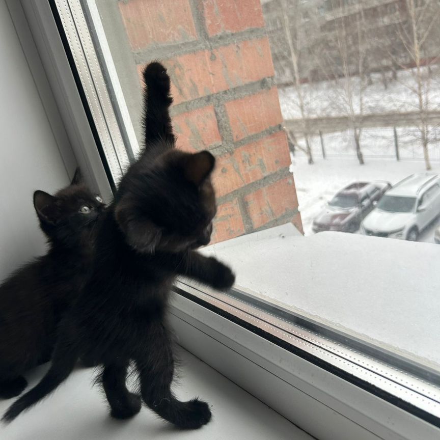 Сибирский котёнок