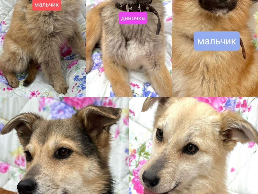 Щенки в добрые руки