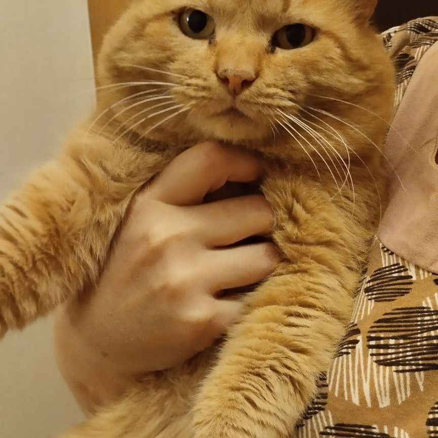 Взрослый кот в добрые руки