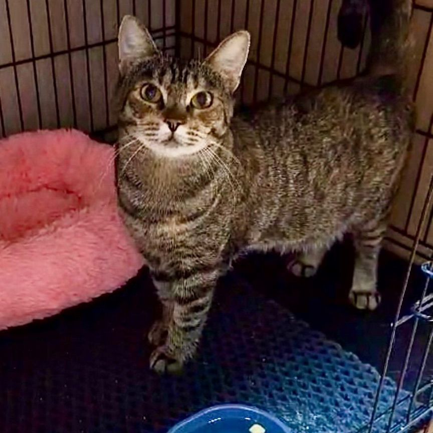 Кошечка в добрые руки