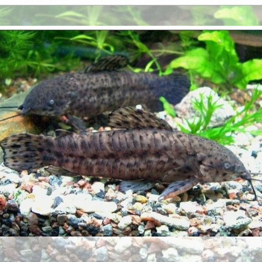 Сомик таракатум