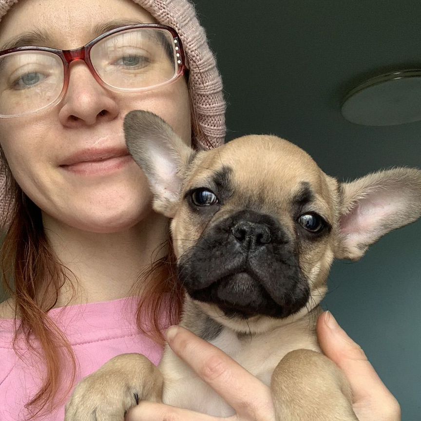 Французики щенки