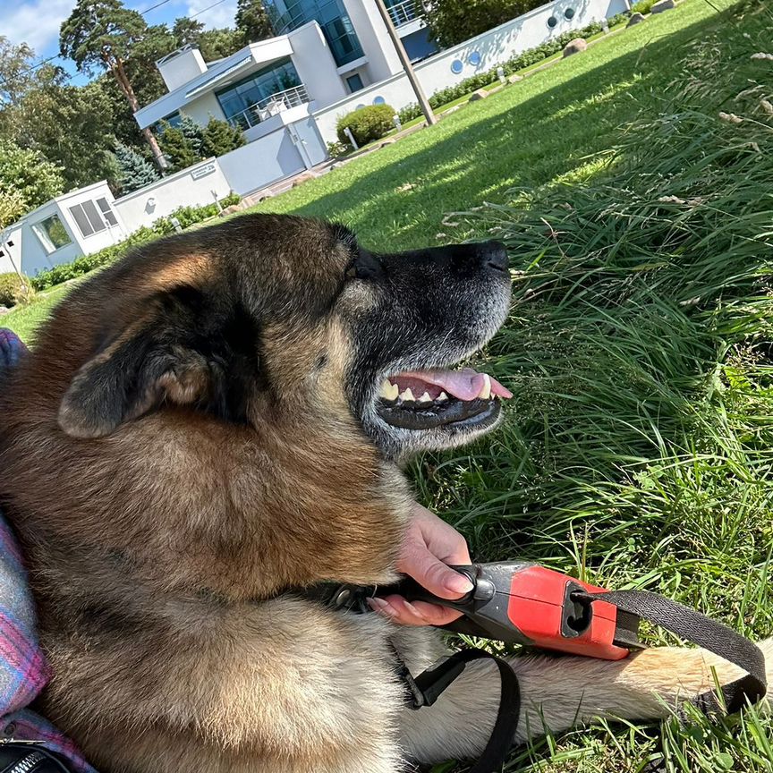 Взрослый пёс в добрые руки