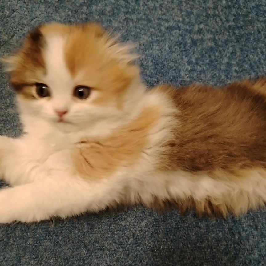 Шотландские вислоухие котята