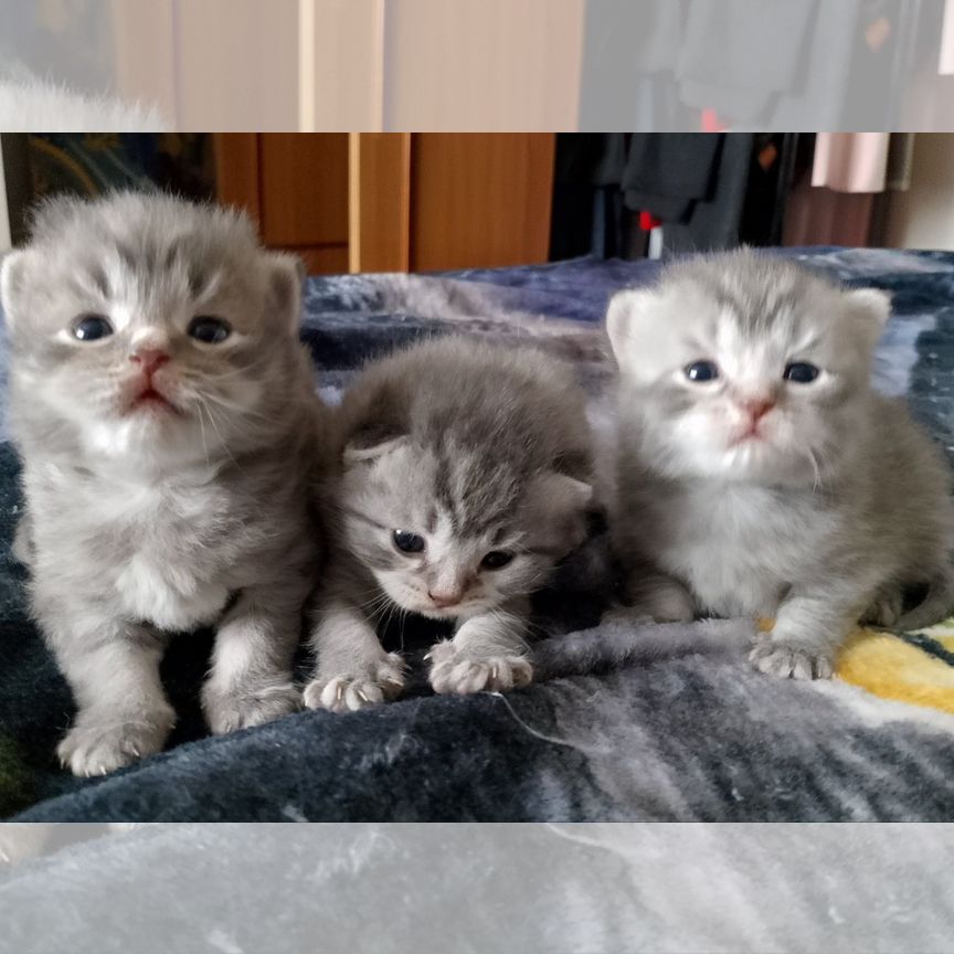 Шотландский вислоухий длинношёрстный котёнок