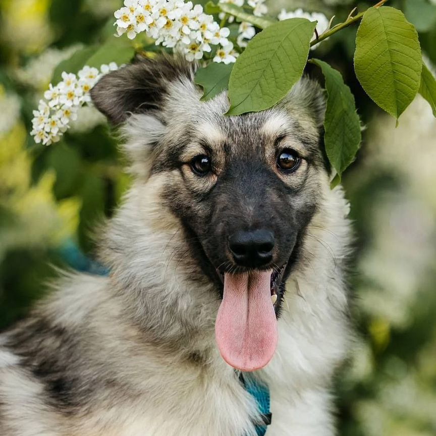 Собака девочка из приюта обояшка в дар пушистая