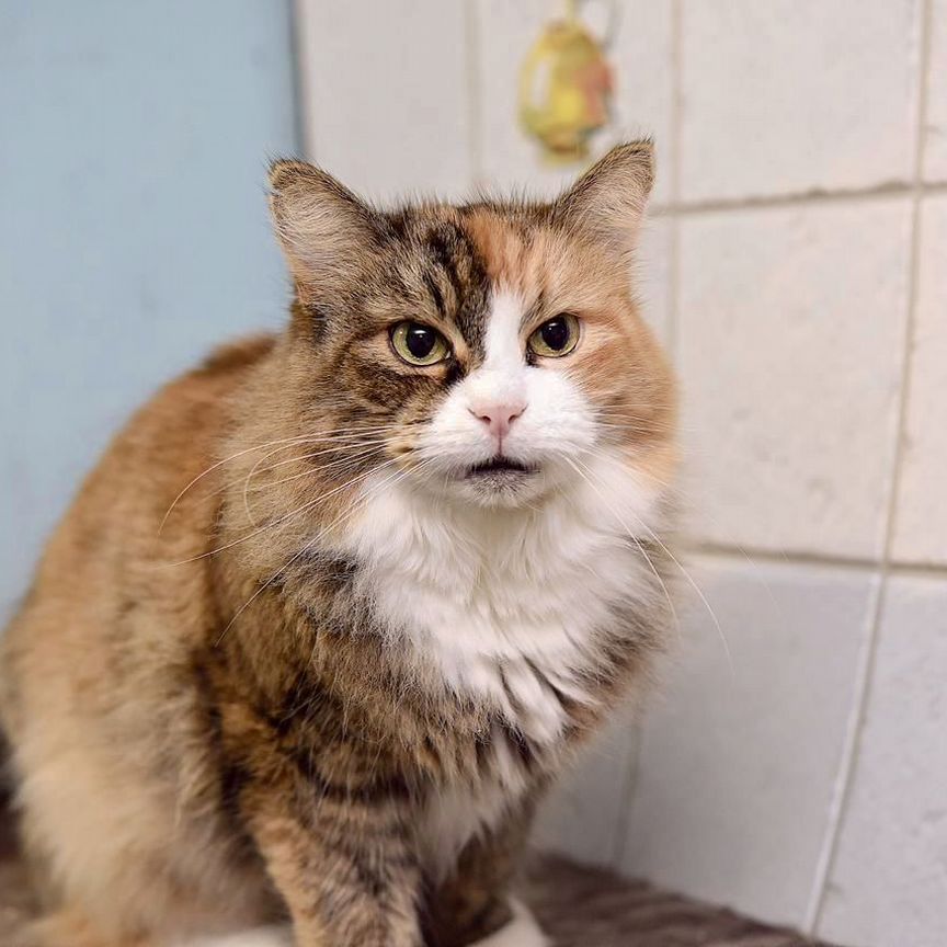 Стесняшка Гелла ищет дом