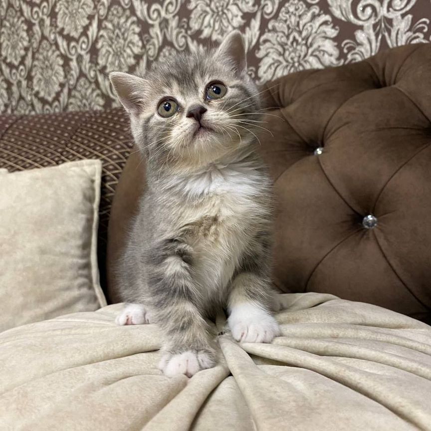 Котенок в добрые руки