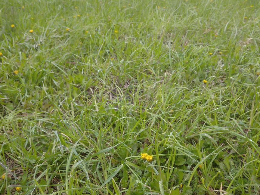 Сено в тюках с бесплатной доставкой