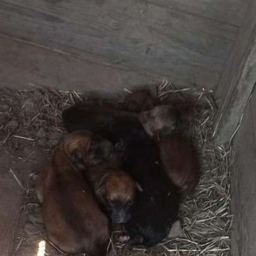 Щенки немецкой овчарки
