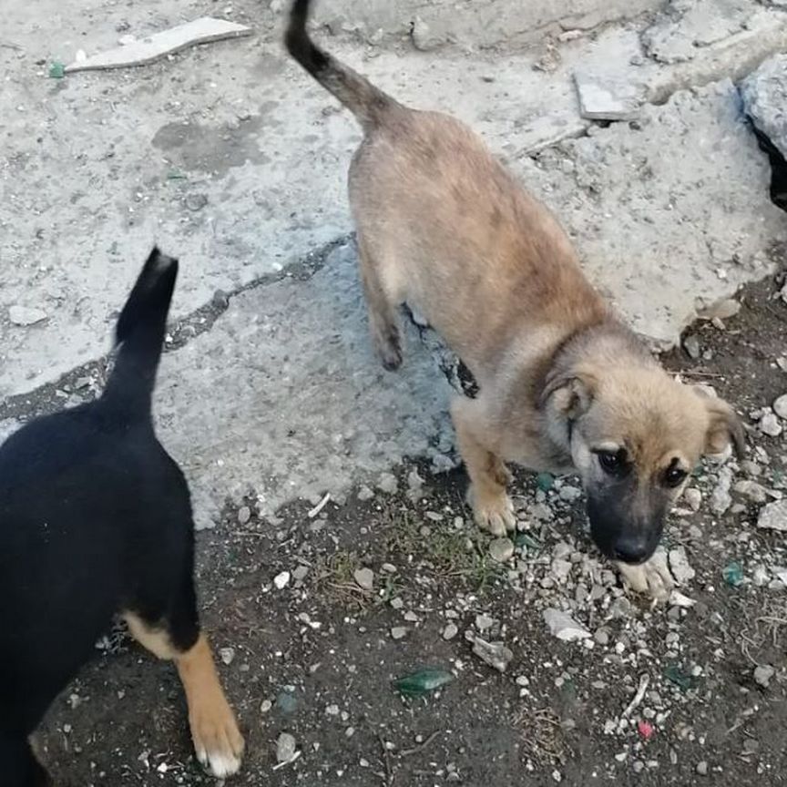 Собака в добрые руки отдам бесплатно
