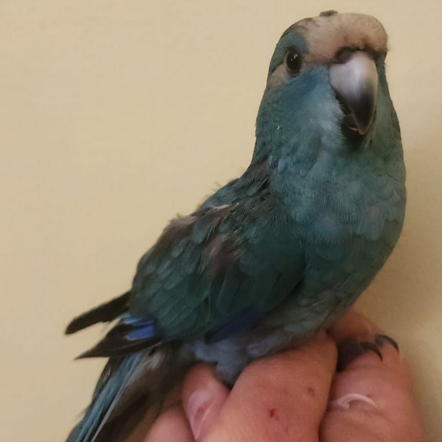 Попугай какарик новозеланский