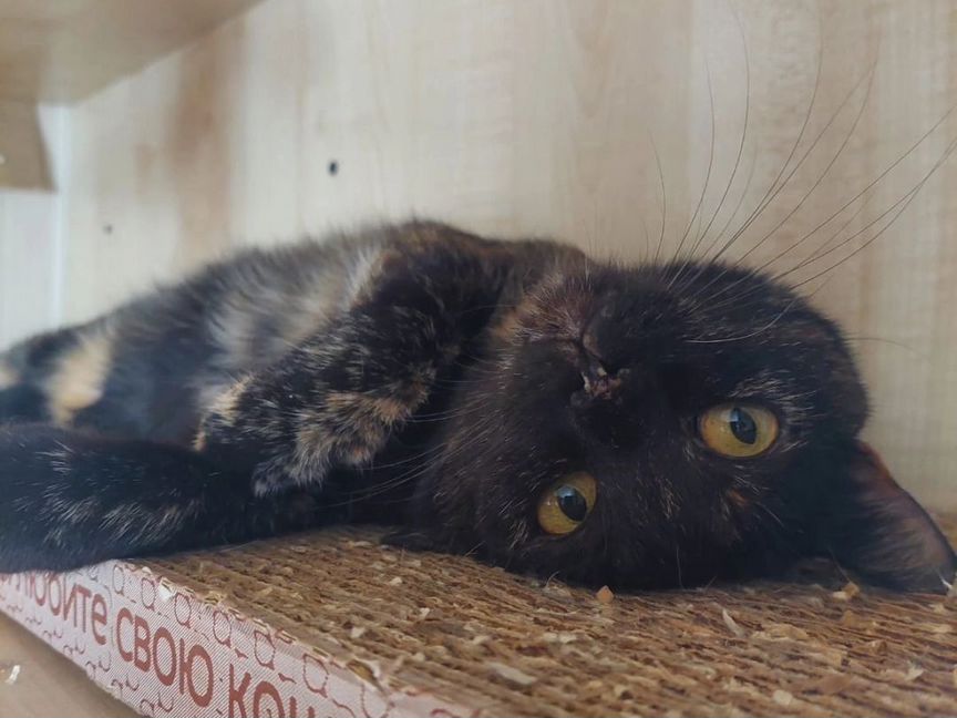 Кошечка в добрые руки