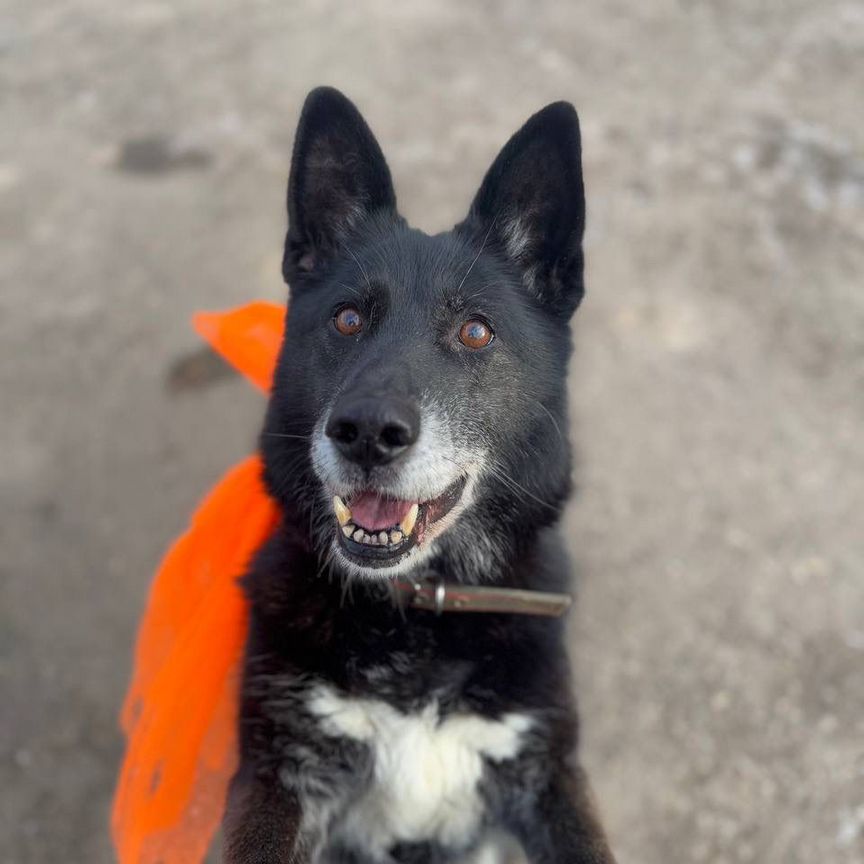 Собака в добрые руки