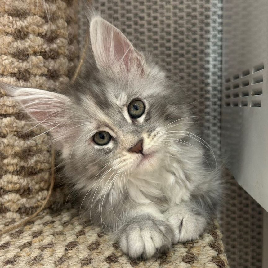 Мейн-кун котёнок