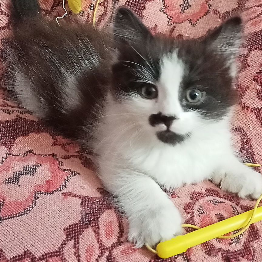 Отдам в хорошие руки котенка
