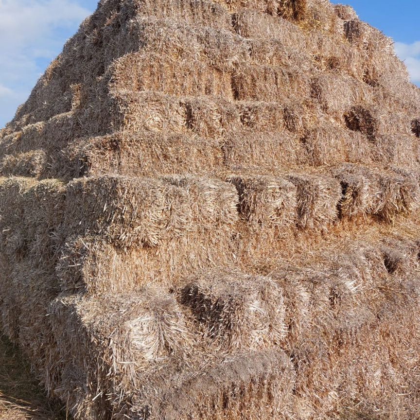 Продам солому (ячменную )