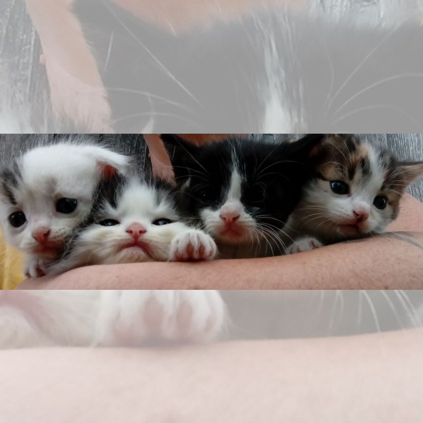 Котята в добрые руки