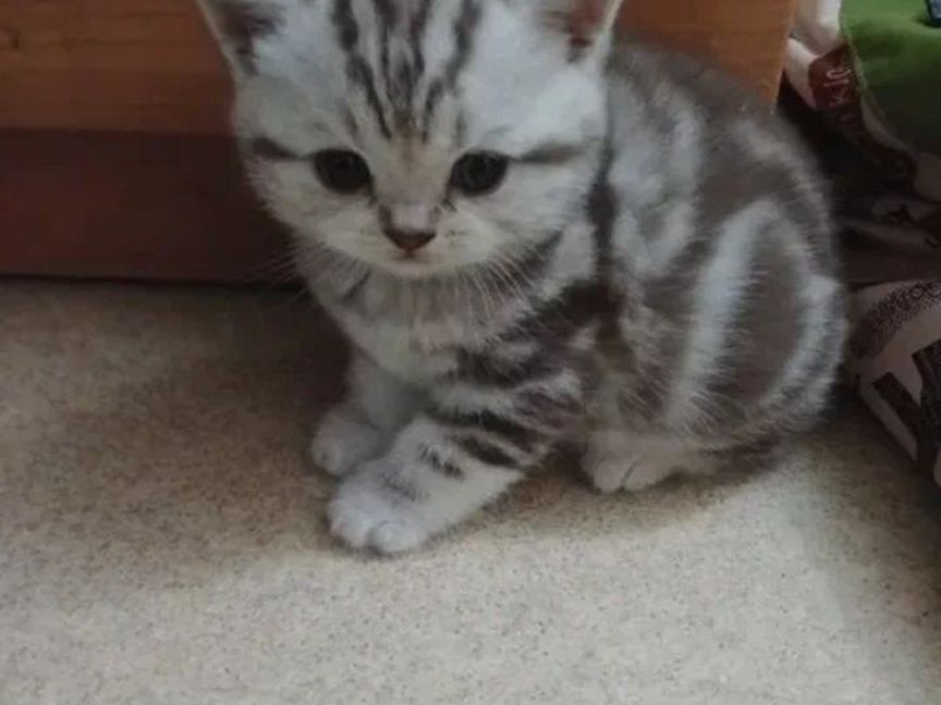 Британская