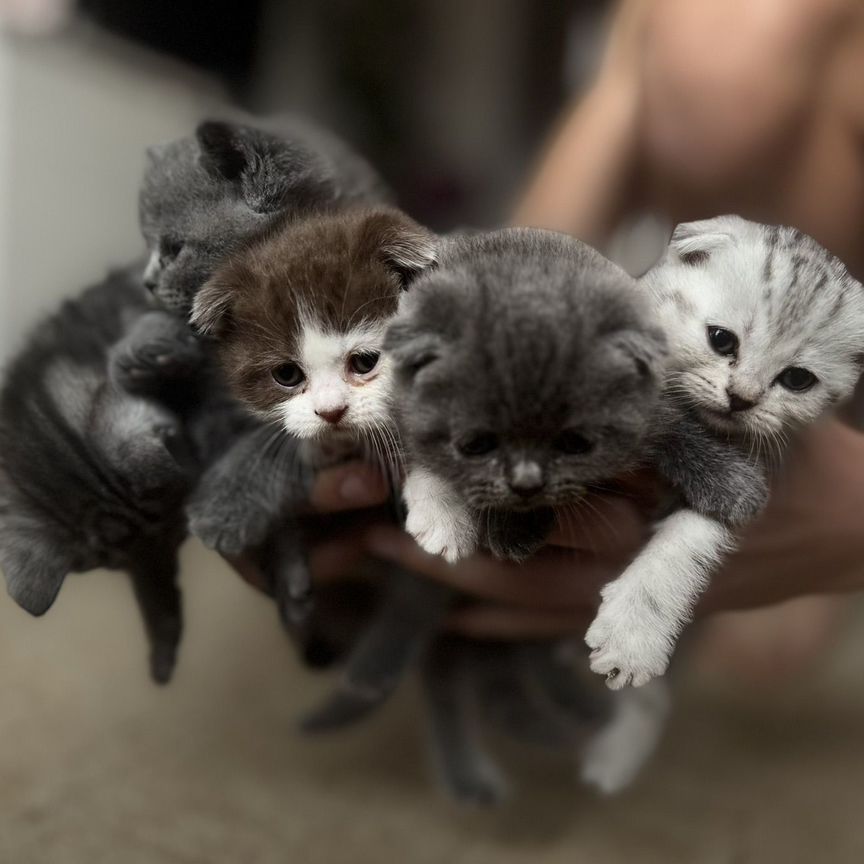 Шотландский вислоухий короткошёрстный котёнок