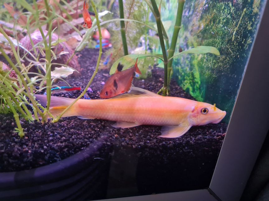 Гиринохейлус золотой («китайский водорослеед»)