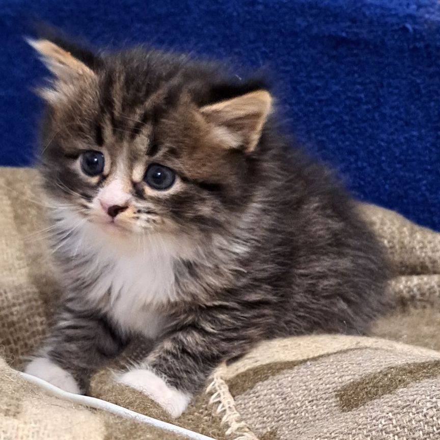 Милые котята