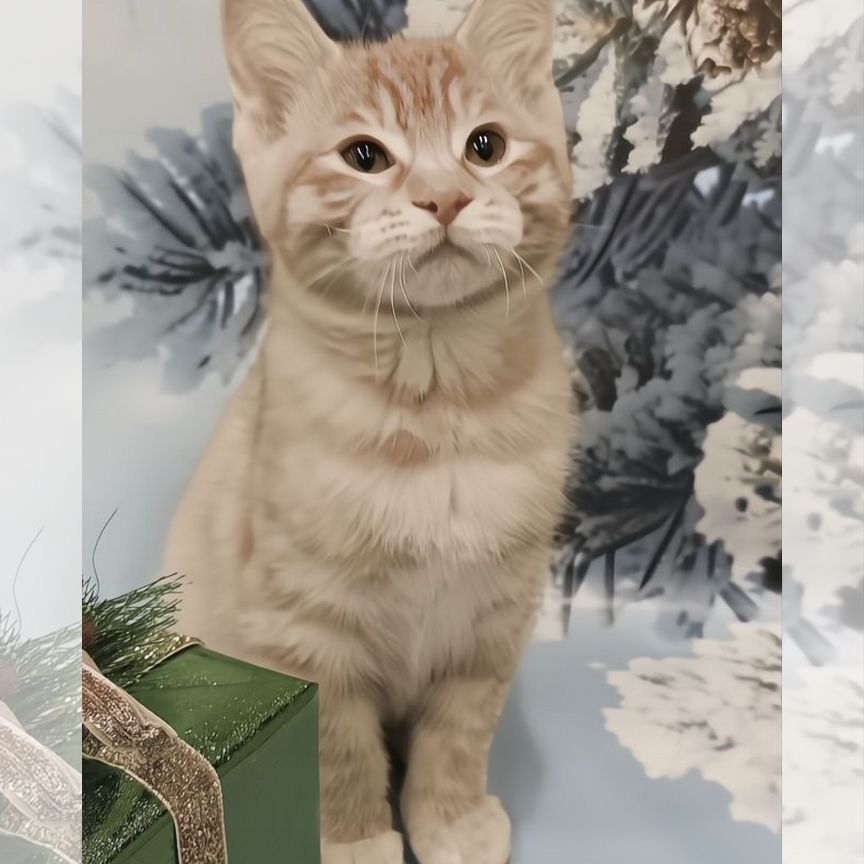 Курильский бобтейл короткошёрстный котёнок