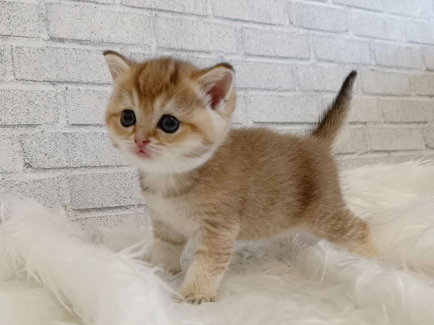 Золотые котята