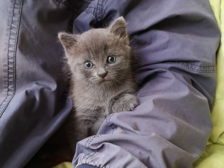 Отважные львята брат и сестра ищут заботливые руки