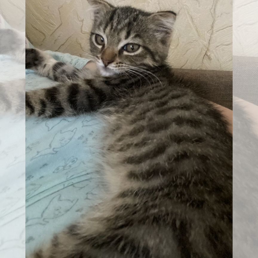 Котенок