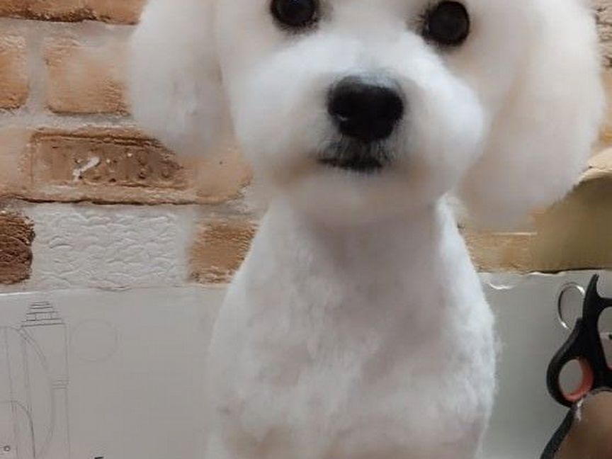 Щенки бишон фризе