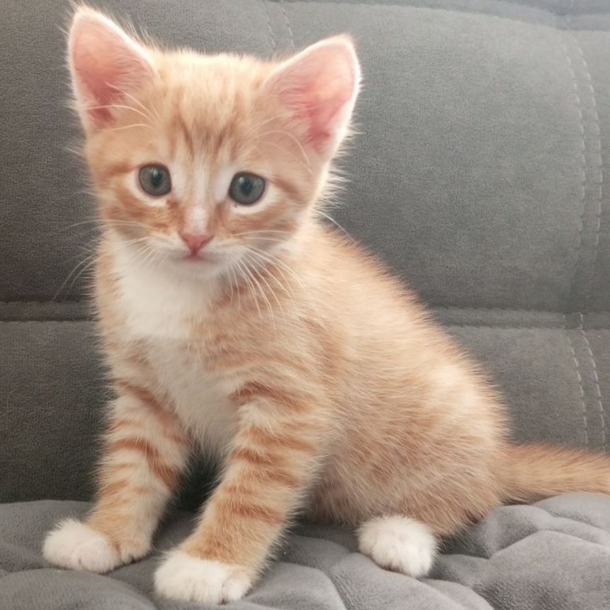 Котик
