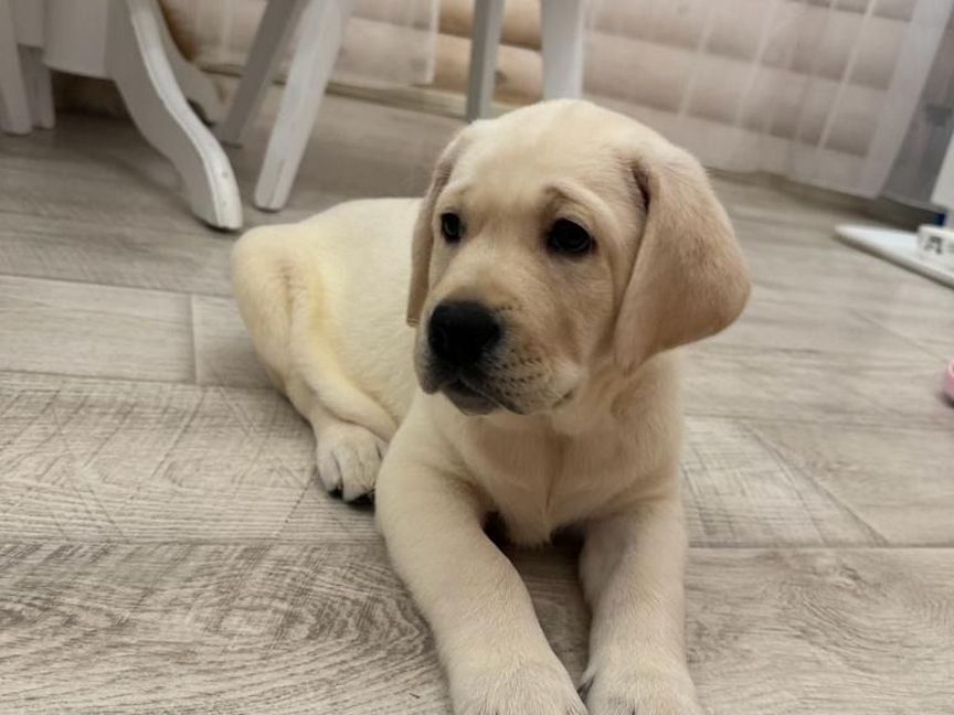 Щенок лабрадора