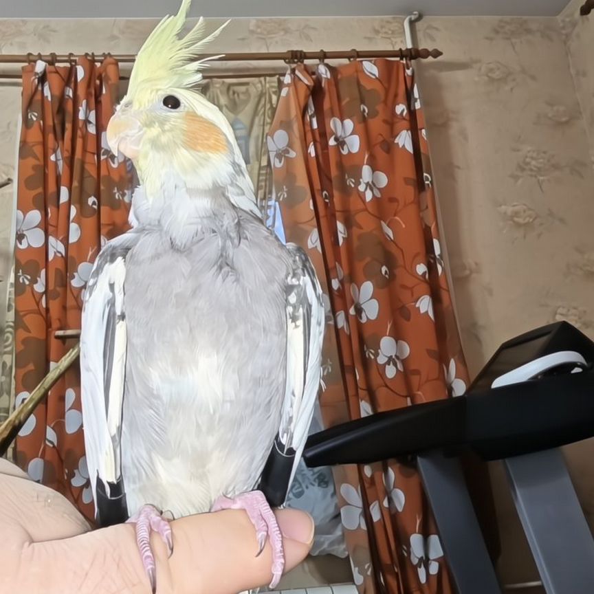 Попугай корелла ручной