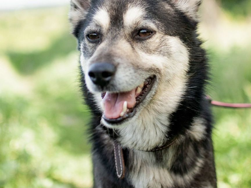 Собака в добрые руки