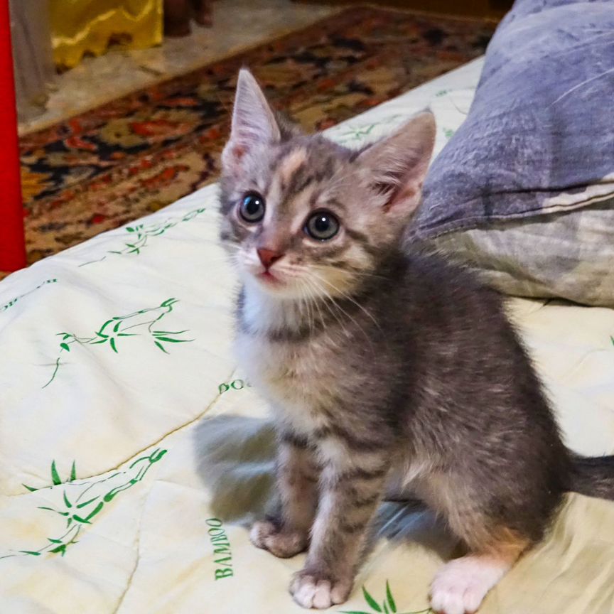 Котёнок в добрые руки