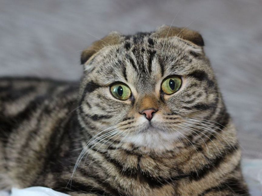 Шотландская вислоухая кошка бесплатно