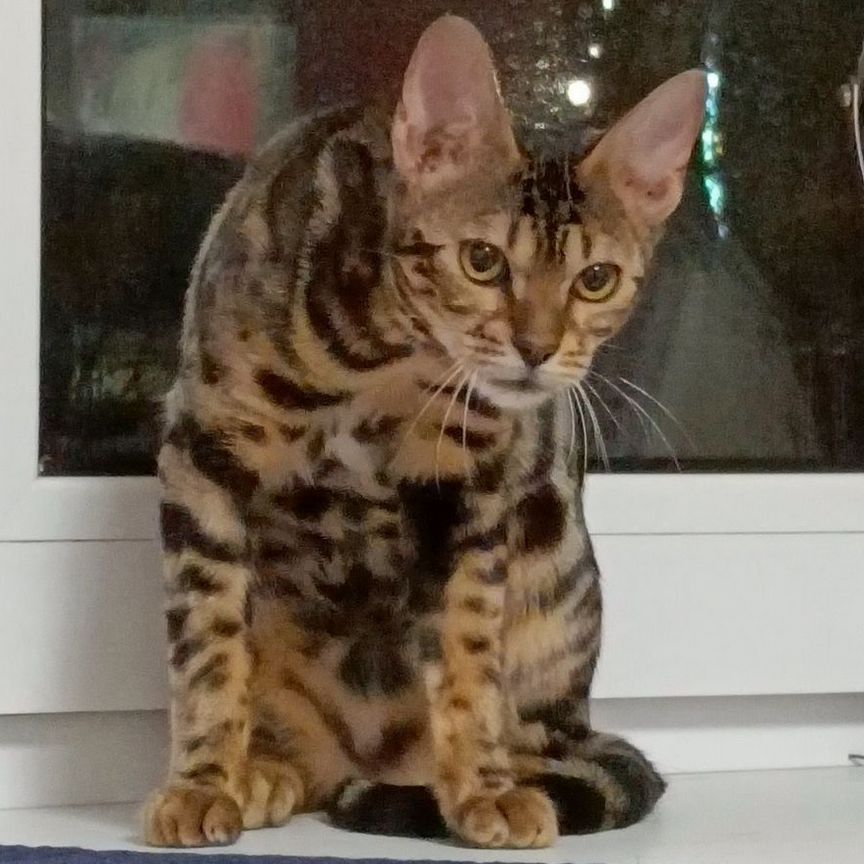 Бенгальская кошка