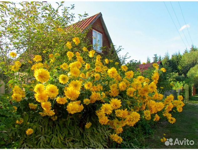 Золотой шар многолетний цветок купить в Саратове | Товары для дома и ...