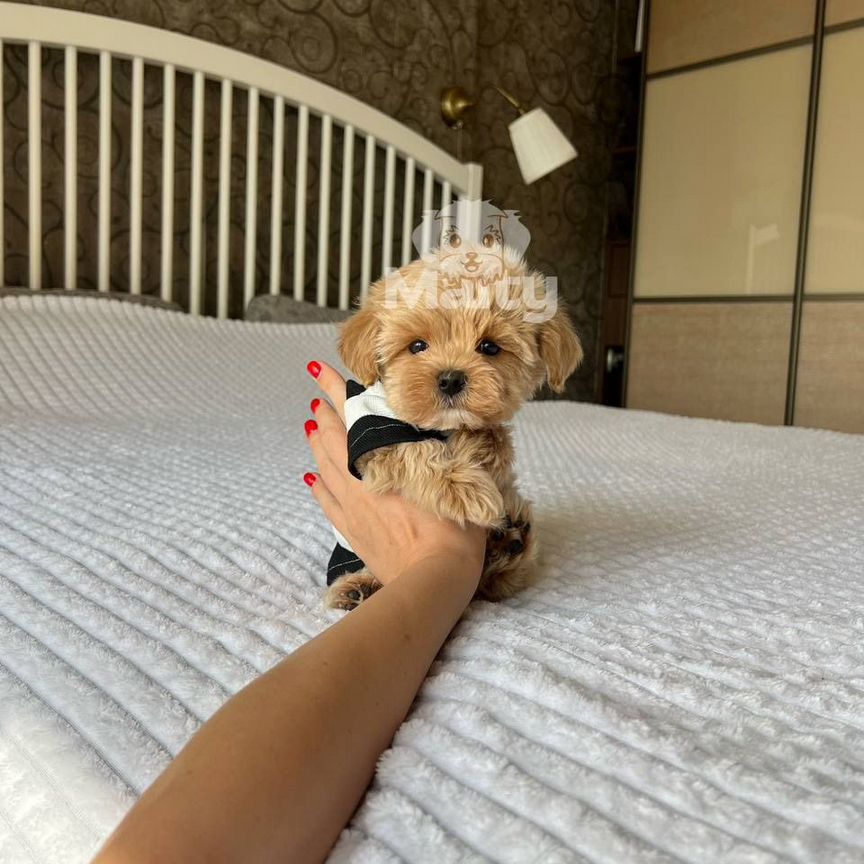 Мальтипу F1 мальчик