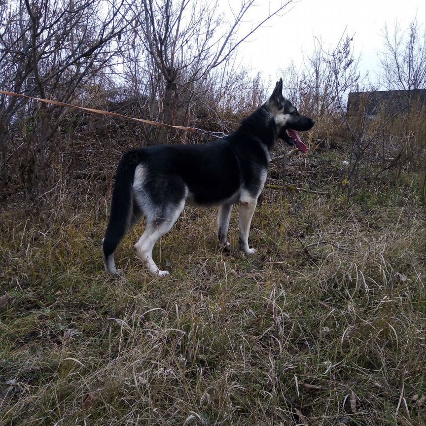 Кобель, Вео для вязки