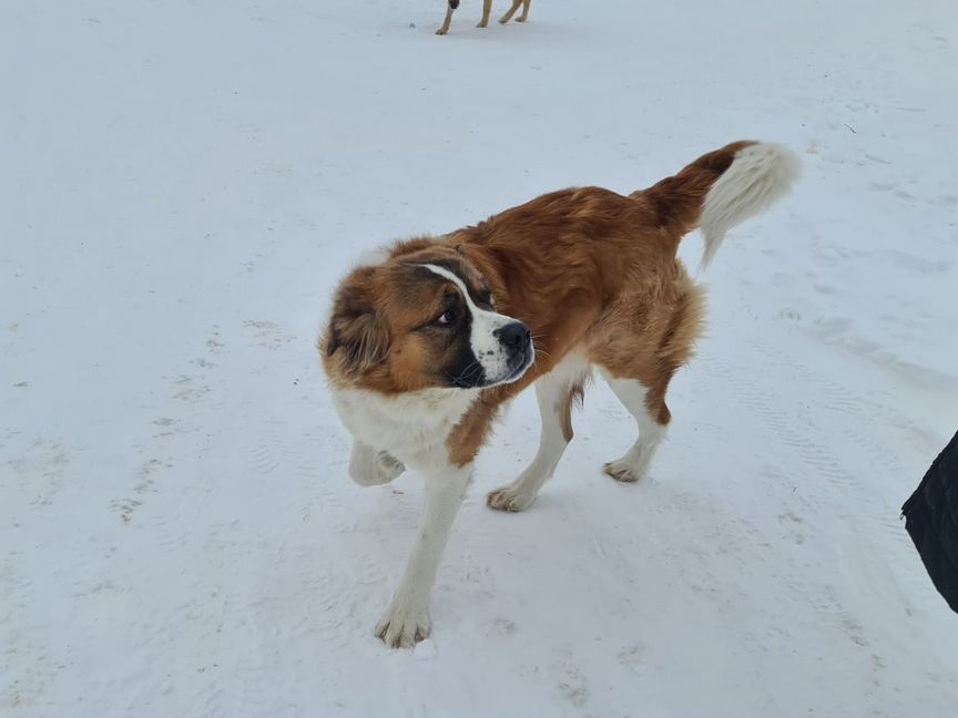 Московская сторожевая