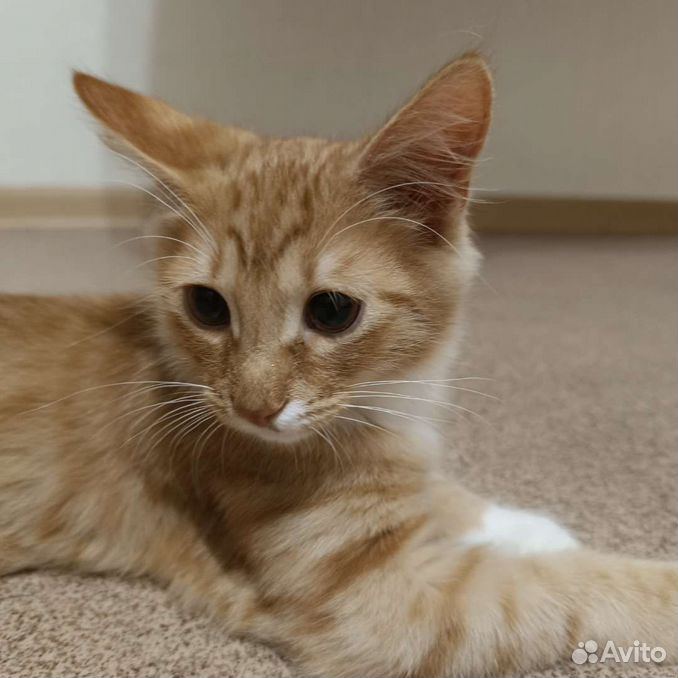 Котенок мурлыка