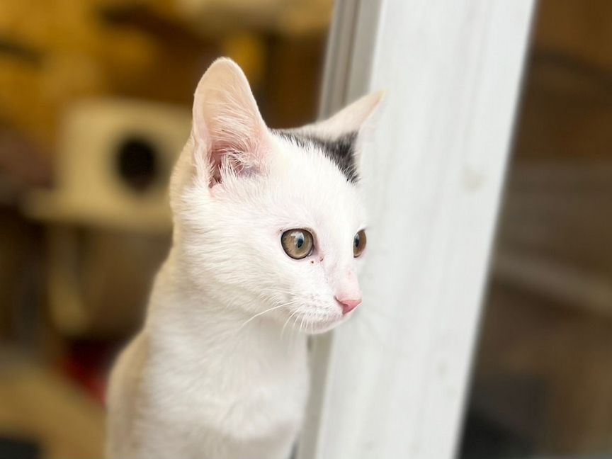 Нежный котенок Саня