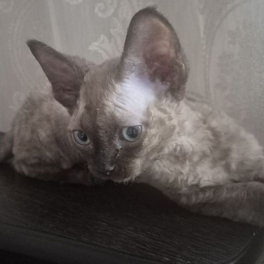 Девон-рекс котёнок