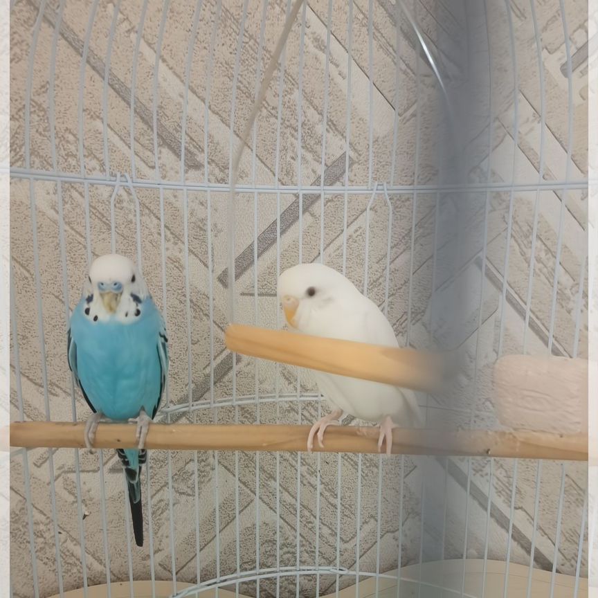 Волнистый попугай с клеткой