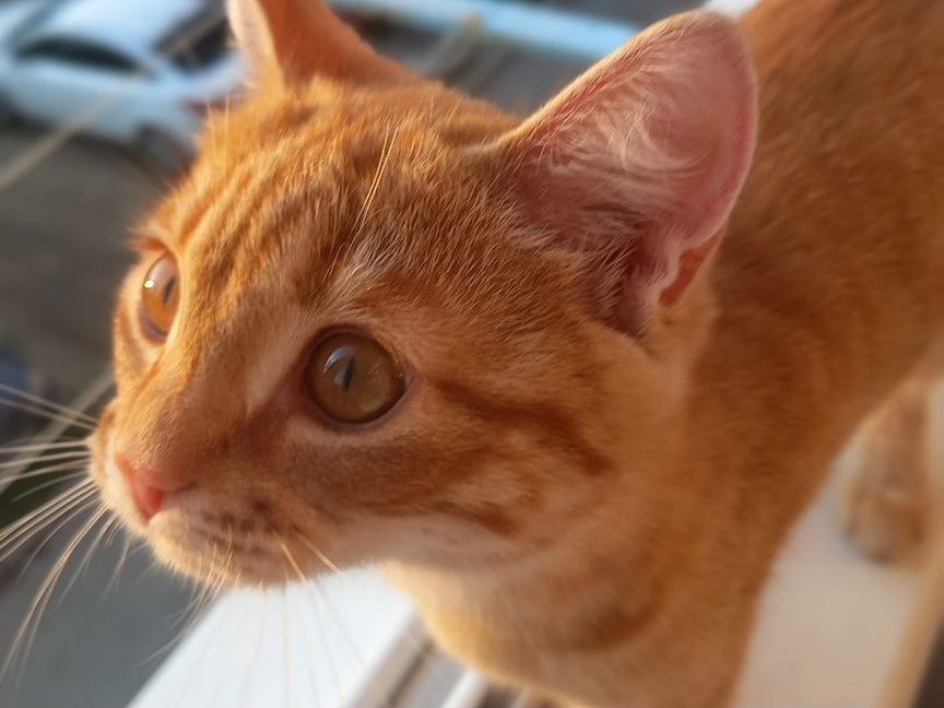 Кошка в дар бесплатно